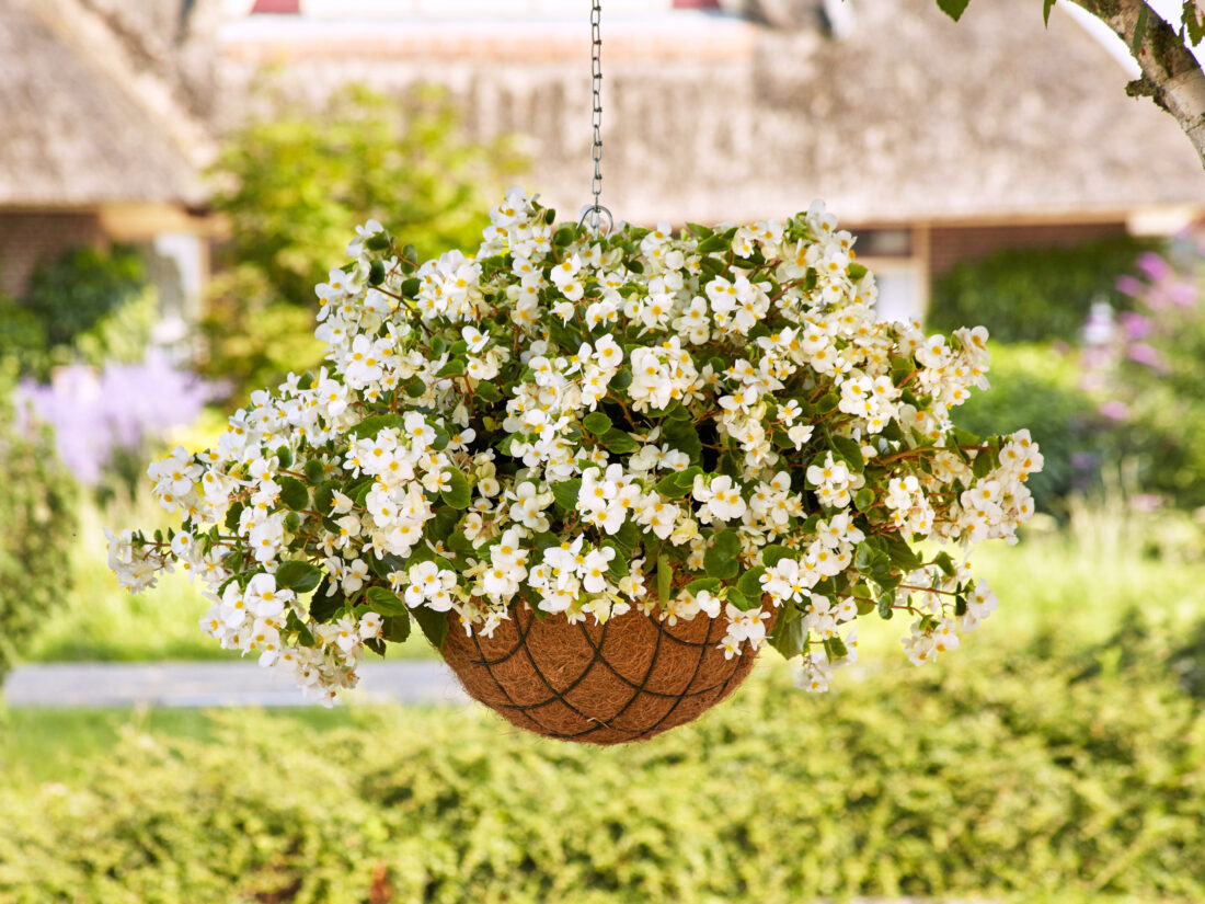 The AP’s gardening expert has a list of 10 top-performing new plants ...